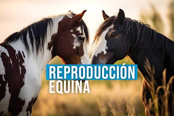 Curso internacional profundización en reproducción equina | vetsapiens ...